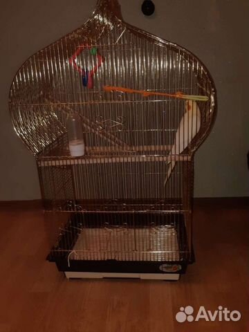 Попугай Коррела с клеткой