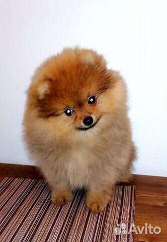 Мальчик померанчик