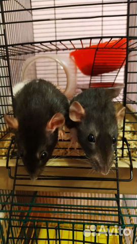 Крысы дамбо бесплатно