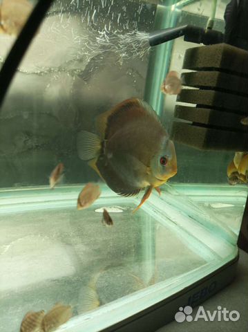 Отдам безвоздмездно