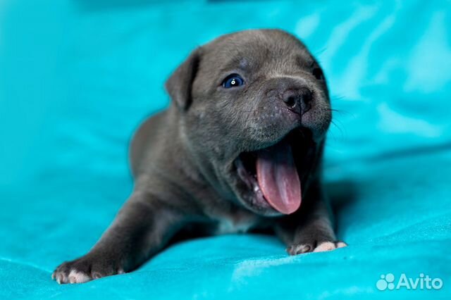 Щенки Американского булли