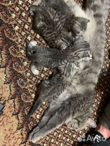 Шатланские котята