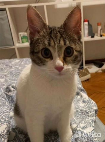 Европейская