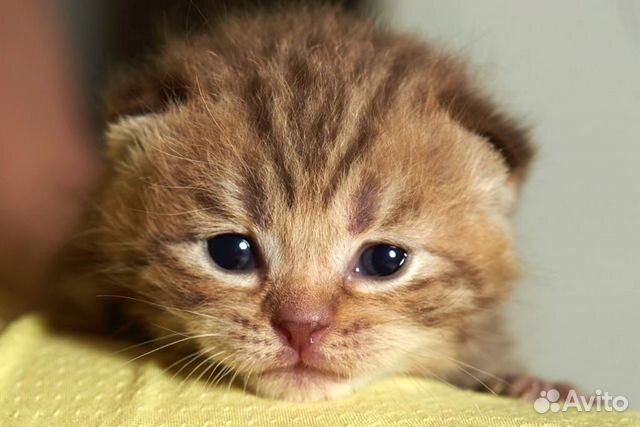 Шотландские котята