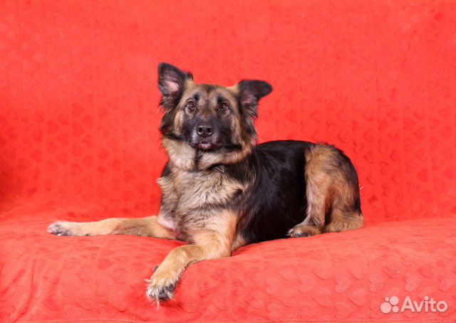 Мини овчарка-для макси хорошего человека, в дар