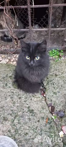 Котик ещет дом