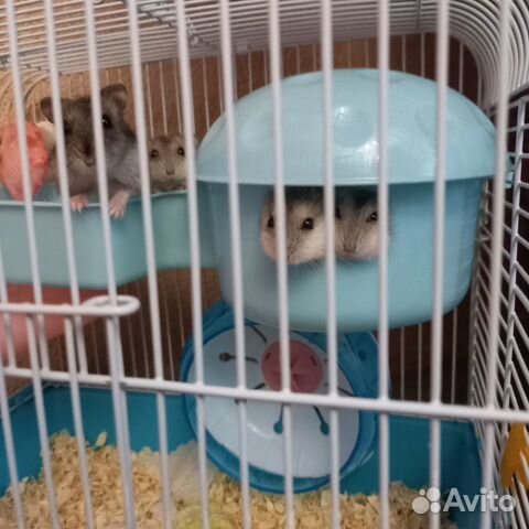 Джунгарский хомяк