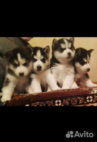 Щенки сибирской хаски