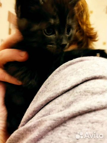 Полубританские котята мальчики