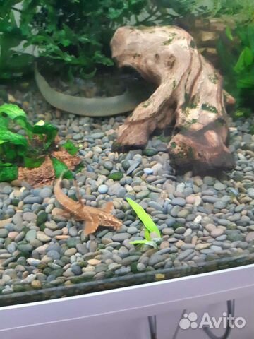 Продам лорикарии красные