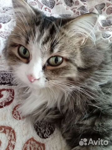 Сибирская кошка бесплатно