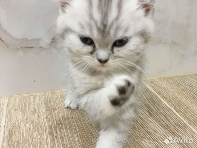 Котенок Шотландская серебро