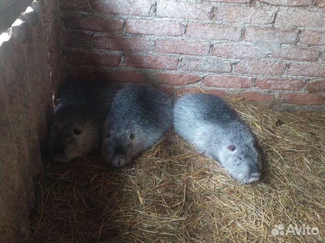 Шкуры нутрии