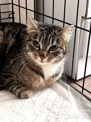 Деревенская Мурка спасена от холода