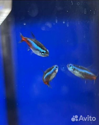 Неон голубой