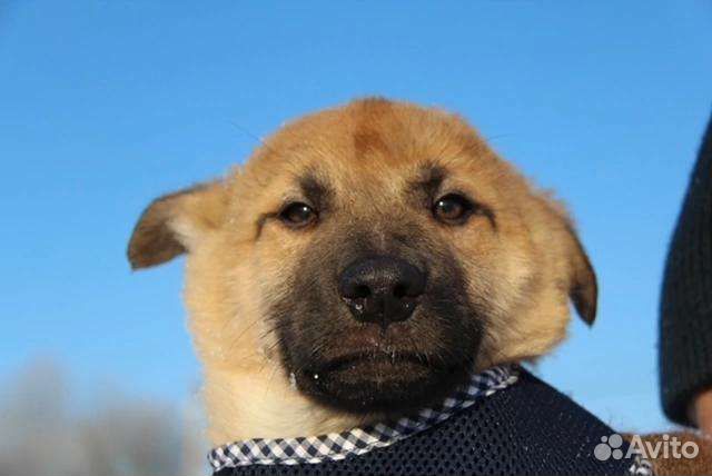 Рэм ищет свою семью