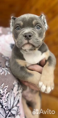 Американский булли дети