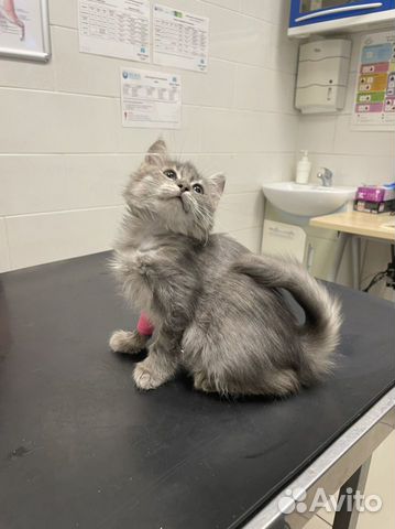 Уникальный котенок Дымка в добрые руки