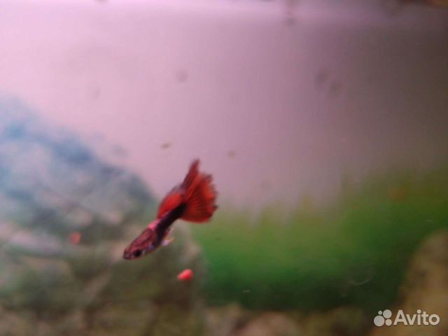 Рыбки гуппи
