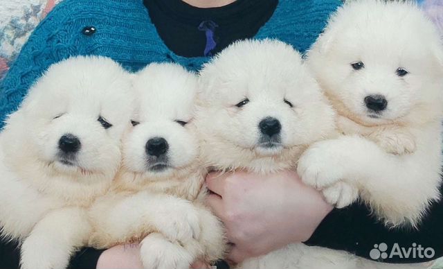 Белые ангелы