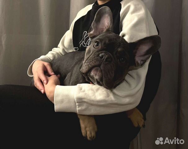 Французский бульдог