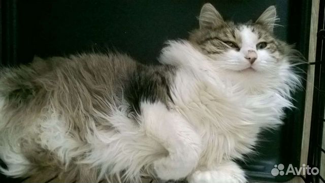 Кошка в дар бесплатно