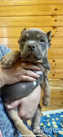 Американский булли дети