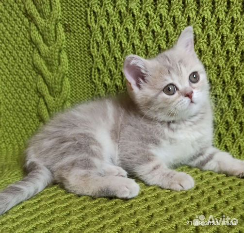 Шотландские котята