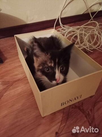 Отдам в добрые руки очаровательную кошечку