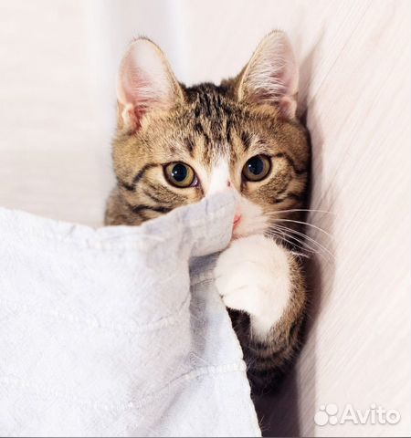 Котёнок Тимофей в поиске людей