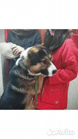 Собака крупный кобель 2 года