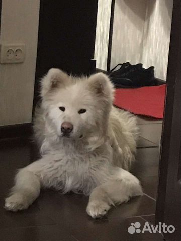 Найдена собака лайка мясоед