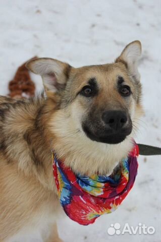 Добрая ласковая и умная малышка Твинки, отдам