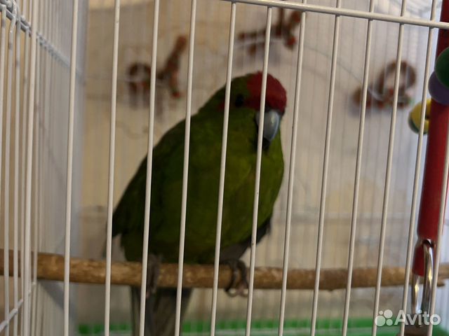 Попугай какарик