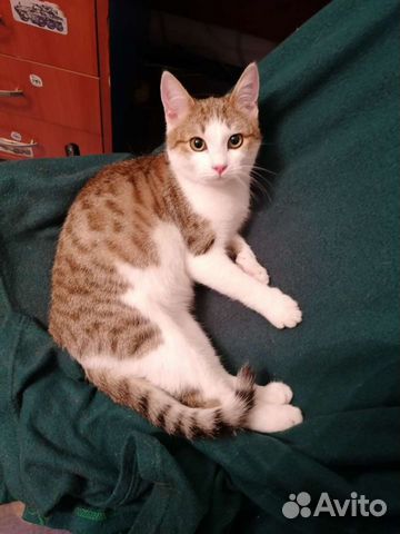 Котик