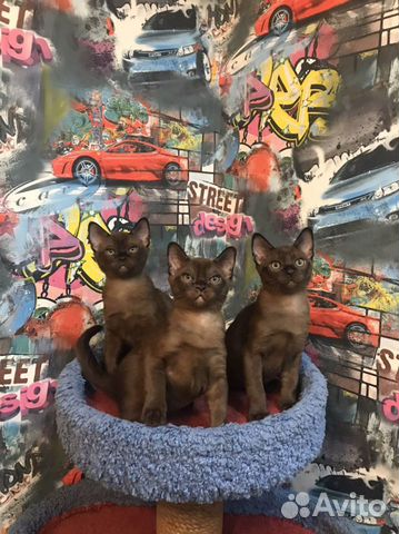 Бурманские и бомбейские котята