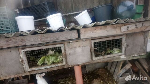 Клетка с кроликами