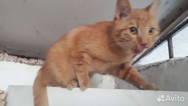 Кошка