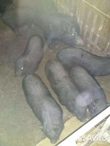 Вьетнамские поросята