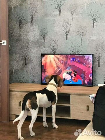 Собаки бесплатно в добрые руки с породой