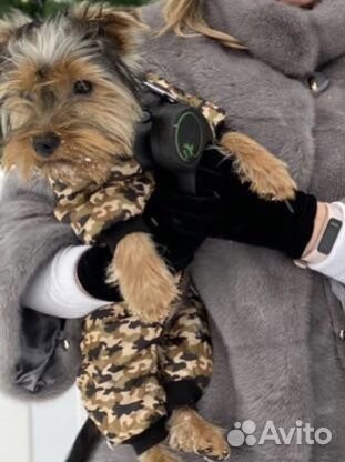 Йоркширский терьер щенок