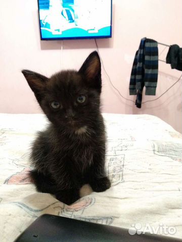 Кошка