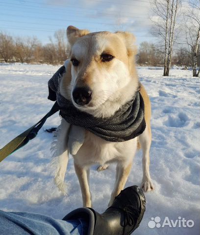 Спасите молодого Патрика