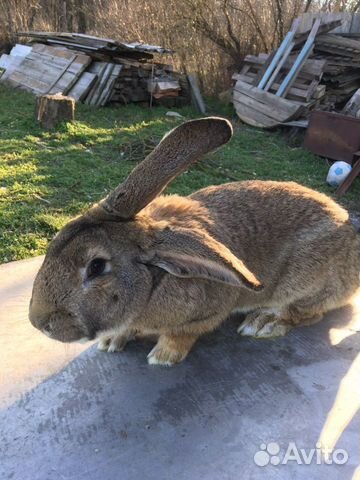 Крол самец продается