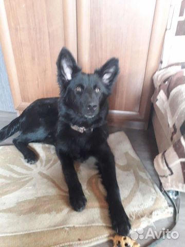 Щенок мальчик Ричи