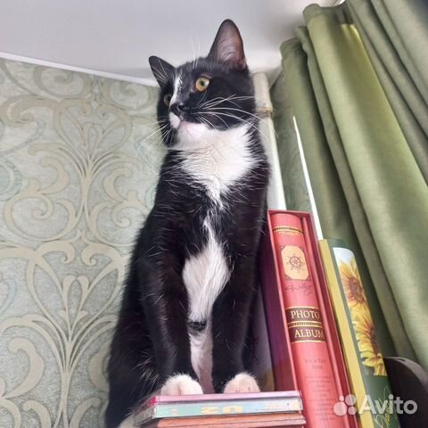 Отдадим кота-охотника в частный дом