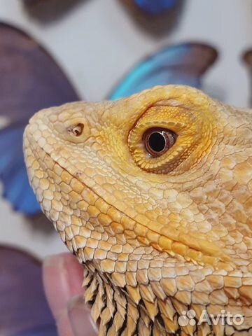 Агама самец