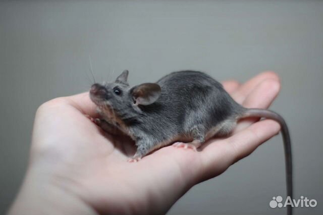 Декоративные голубые мыши