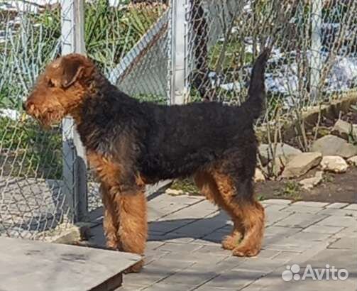 Эрдельтерьер, мальчик