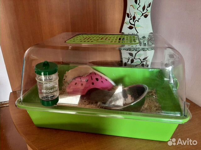 3 песчанки+террариум
